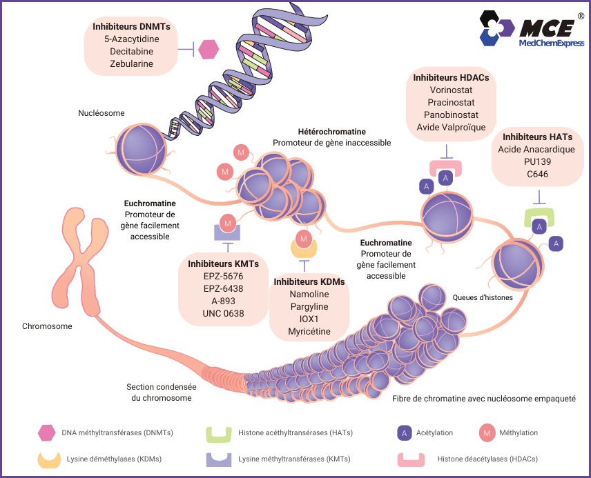 Inhibiteurs et Agonistes des Voies Épigénétiques (Petites Molécules en ...