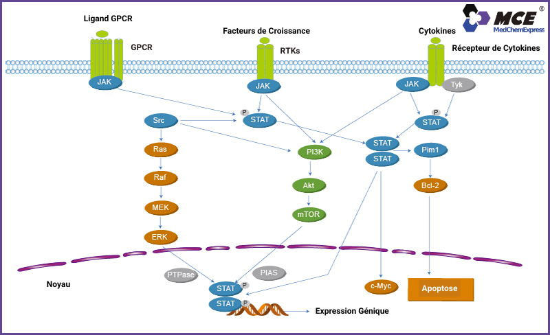 biopsie – Réalités Biomédicales
